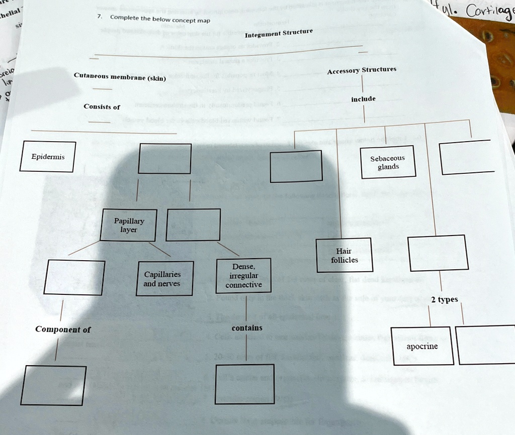 7. Complete the below concept map Integument Structure Cutaneous ...