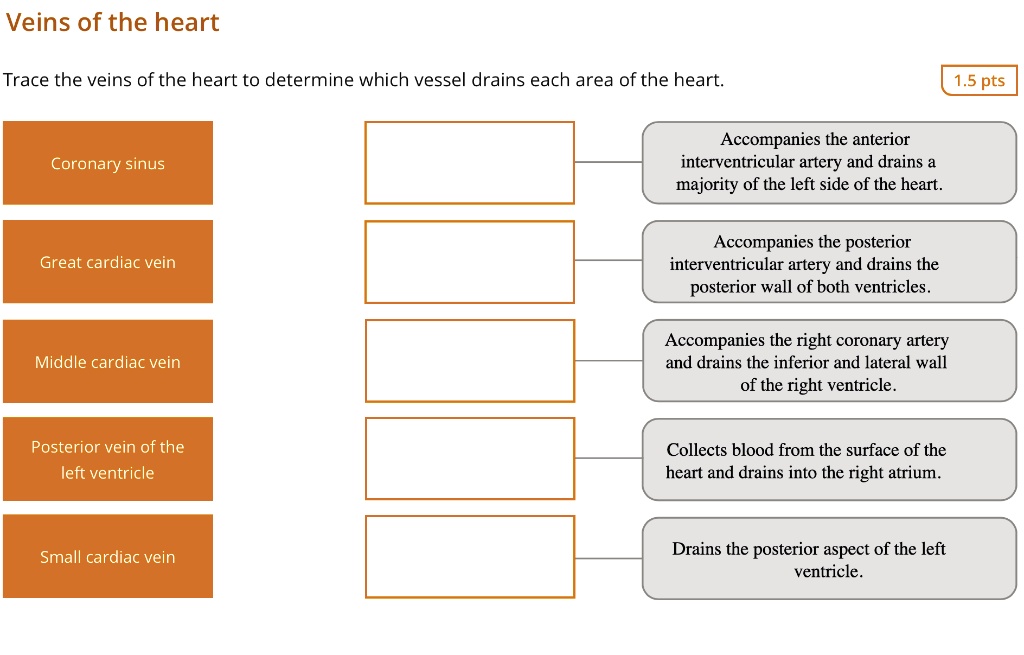 Veins of the heart Trace the veins of the heart to determine which ...