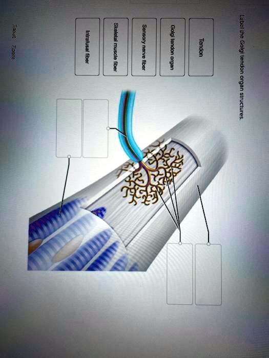 Golgi Tendon Organ Golgi Tendon Organ Function - slidedocnow