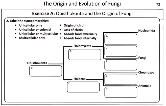 SOLVED: The Origin and Evolution of Fungi Exercise A: Opisthokonta and ...