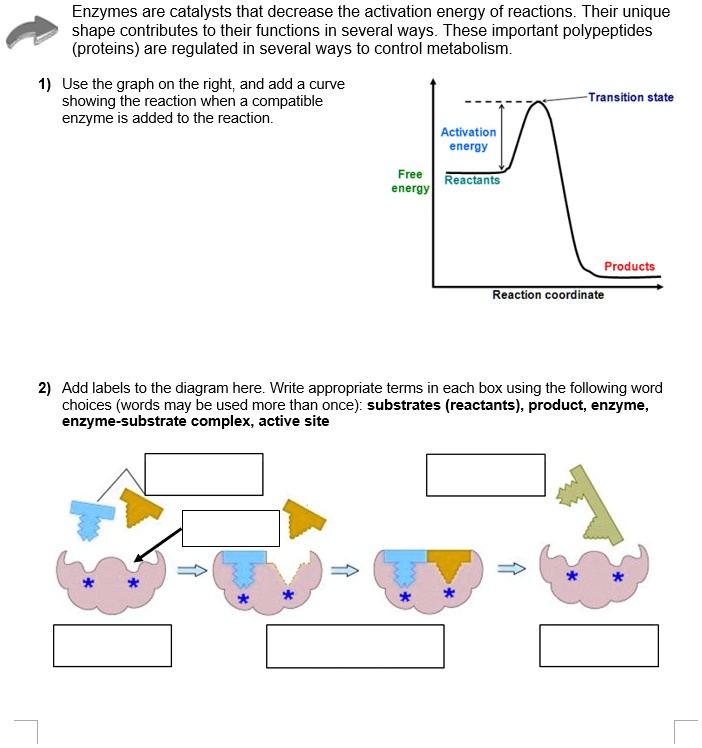 SOLVED: Enzymes are catalysts that decrease the activation energy of ...