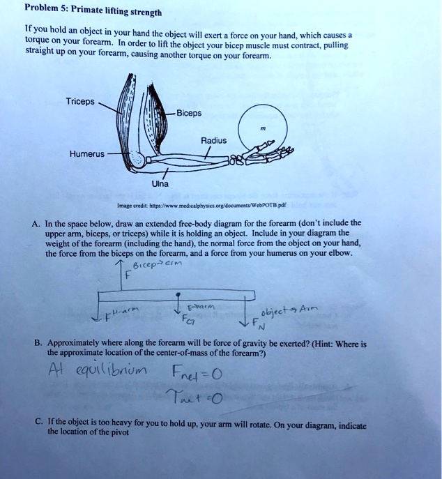 problem 5 primate lifting strength ifyou hold an object in your hand ...