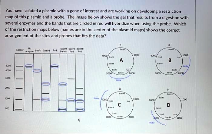 SOLVED: You have isolated a plasmid with a gene of interest and are ...