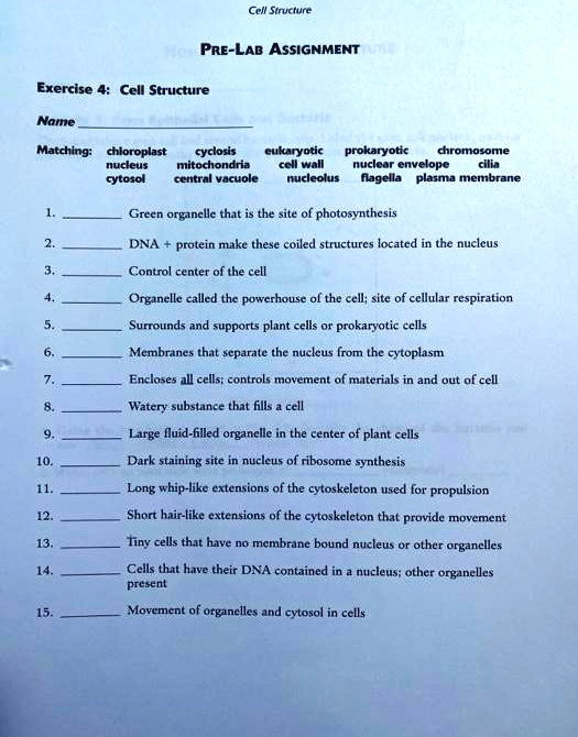 cclstrucure pre lab assignment exercise 4 cell structure natne matchlng ...