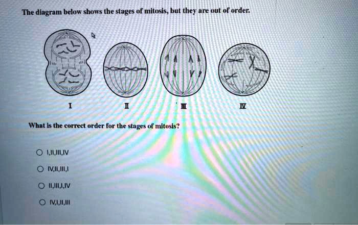 SOLVED: The diagram below shows the stages of mitosis, but they are out ...