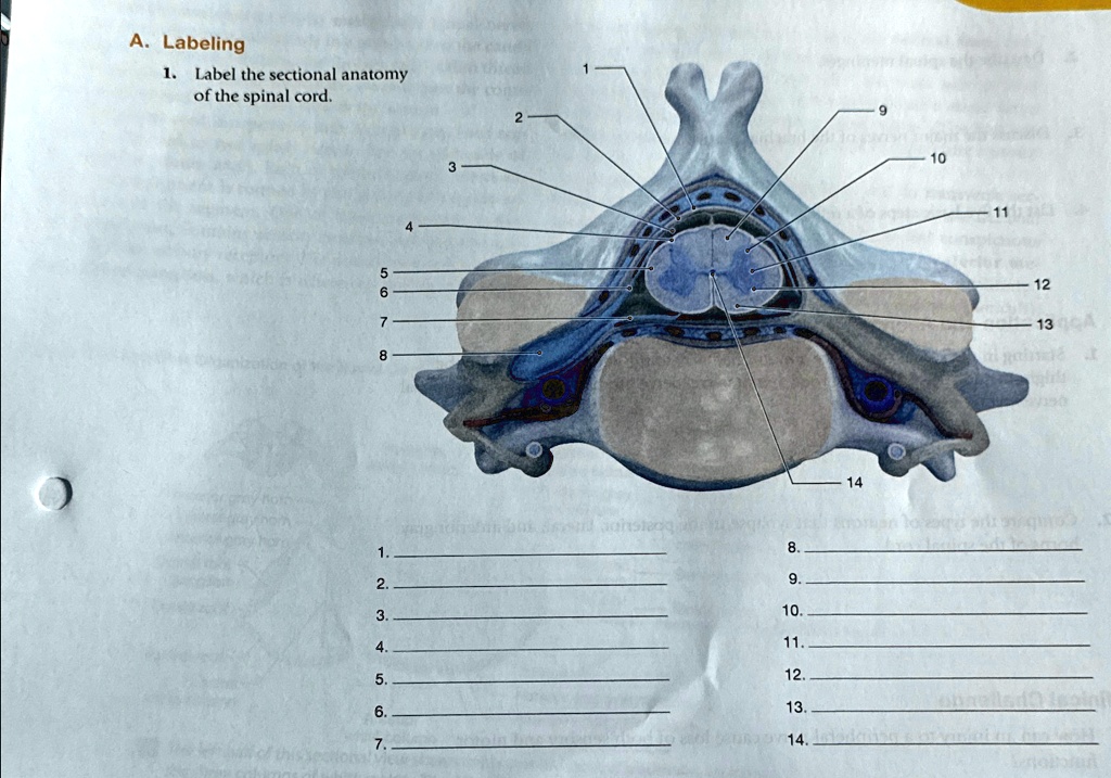 A. Labeling 1. Label the sectional anatomy of the spinal cord. 1. 2. 3 ...