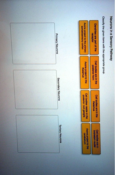 SOLVED: Primary Neurons receptor Dendrites are part of the Classify the ...