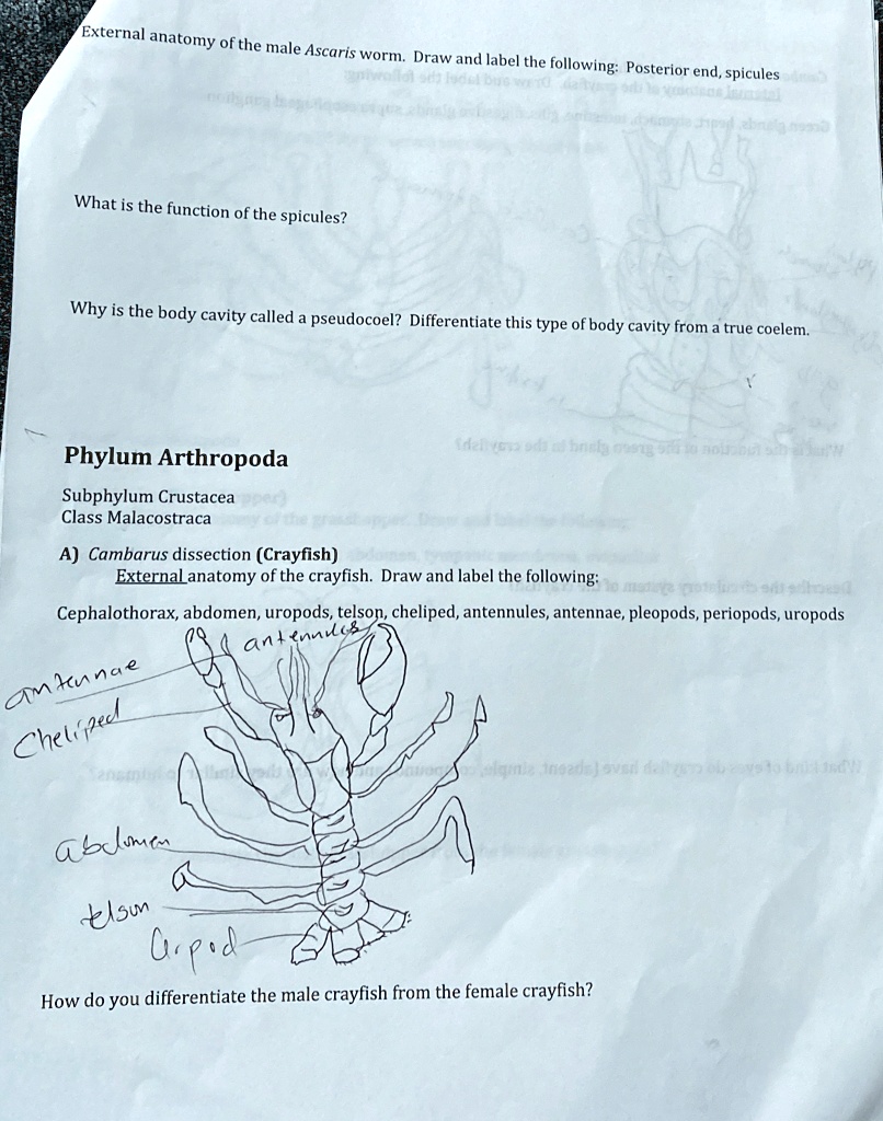 external anatomy of the male ascaris worm draw and label the following ...