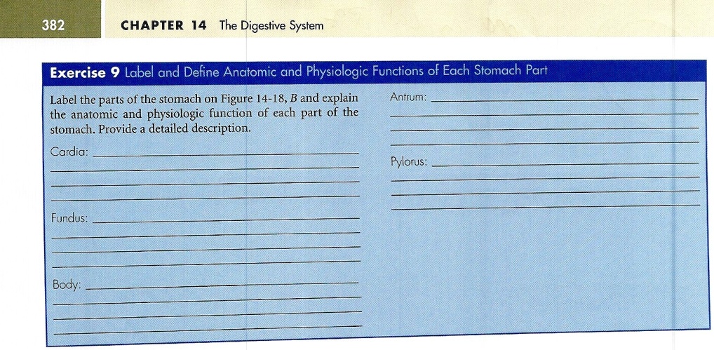 382 CHAPTER 14 The Digestive System Exercise 9 Label and Define ...
