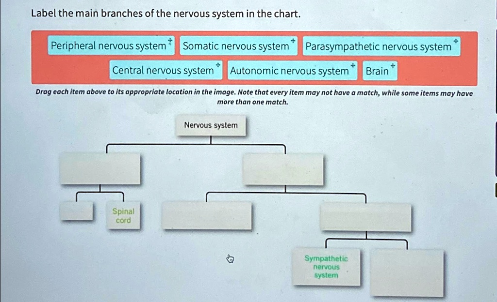 SOLVED: Label the main branches of the nervous system in the chart ...