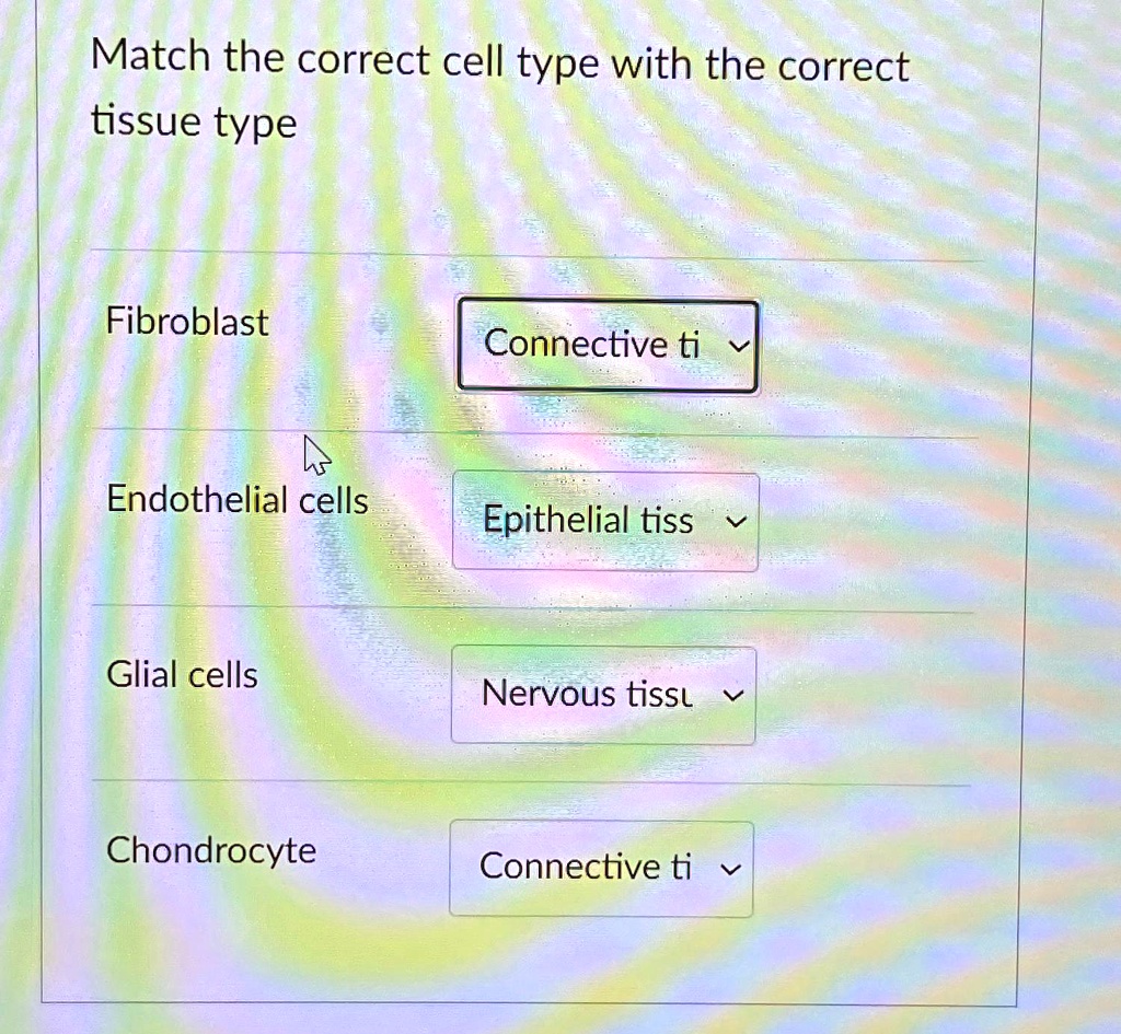 Match the correct cell type with the correct tissue type Fibroblast Connective ti Endothelial ...