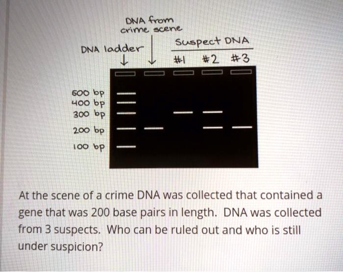 dna from crime scene suspect dnja dna ladder 2 3 600 bp 400 bp 300 bp ...