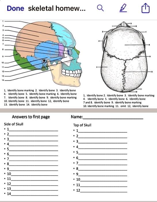 SOLVED: Done skeletal homework 10 1 12 13 1. Identify bone marking 2 ...