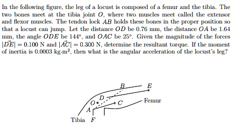 SOLVED: In the following figure, the leg of the locust is composed of ...