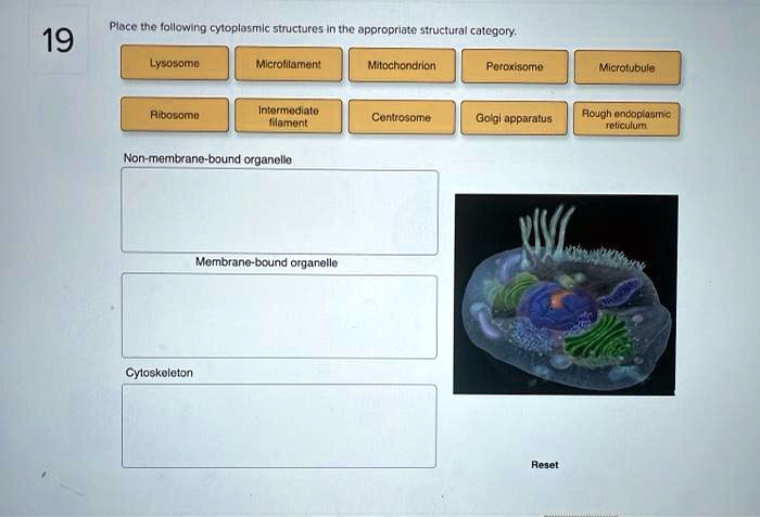 place the following cytoplasmic structures in the appropriate ...