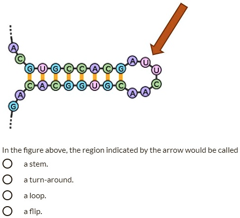 in the figure above the region indicated by the arrow would be called ...