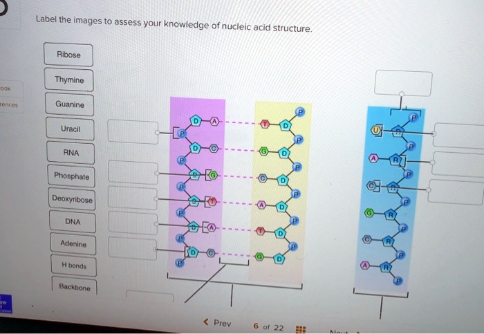 SOLVED: Label the images to assess your knowledge of nucleic acid ...