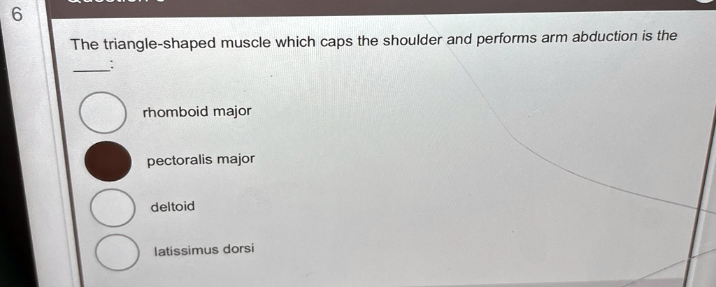 6 the triangle shaped muscle which caps the shoulder and performs arm ...