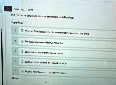 7 ordering 1 point put the nerve structure in order from superficial to ...
