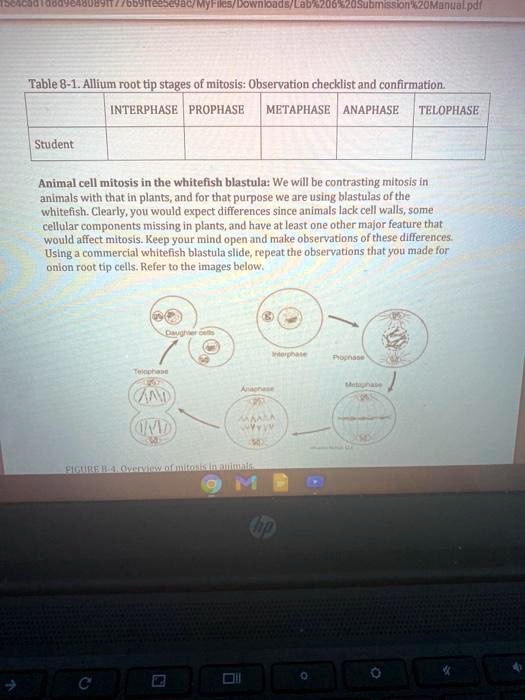[GET ANSWER] umunuoli table 8 1 allium root hp stages of mitosis ...
