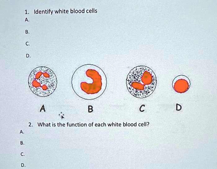 SOLVED: SOS - Identify the white blood cells and what are the functions ...