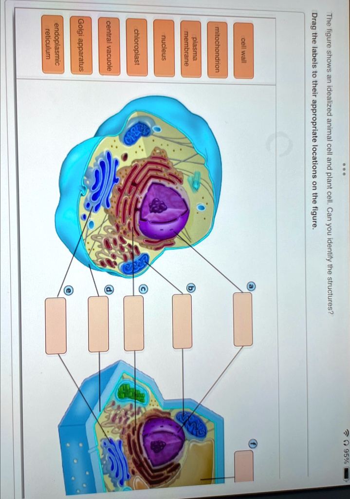 The figure shows an idealized animal cell and plant cell. Can you ...