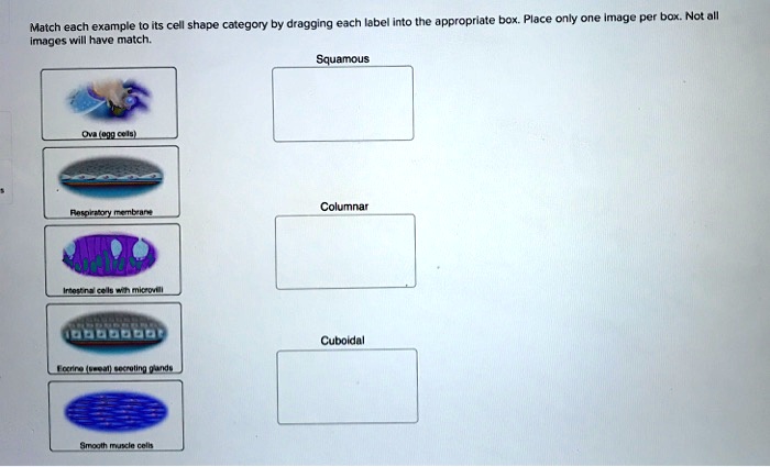 Match each example to its cell shape category by dragging each label ...