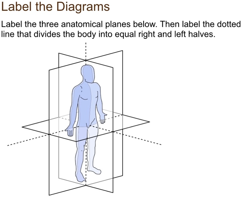 label the diagrams label the three anatomical planes below then label ...