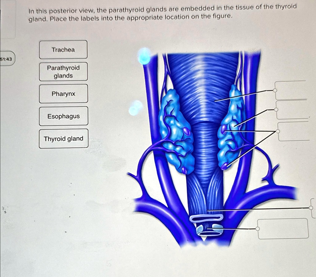 51:43 In this posterior view, the parathyroid glands are embedded in ...