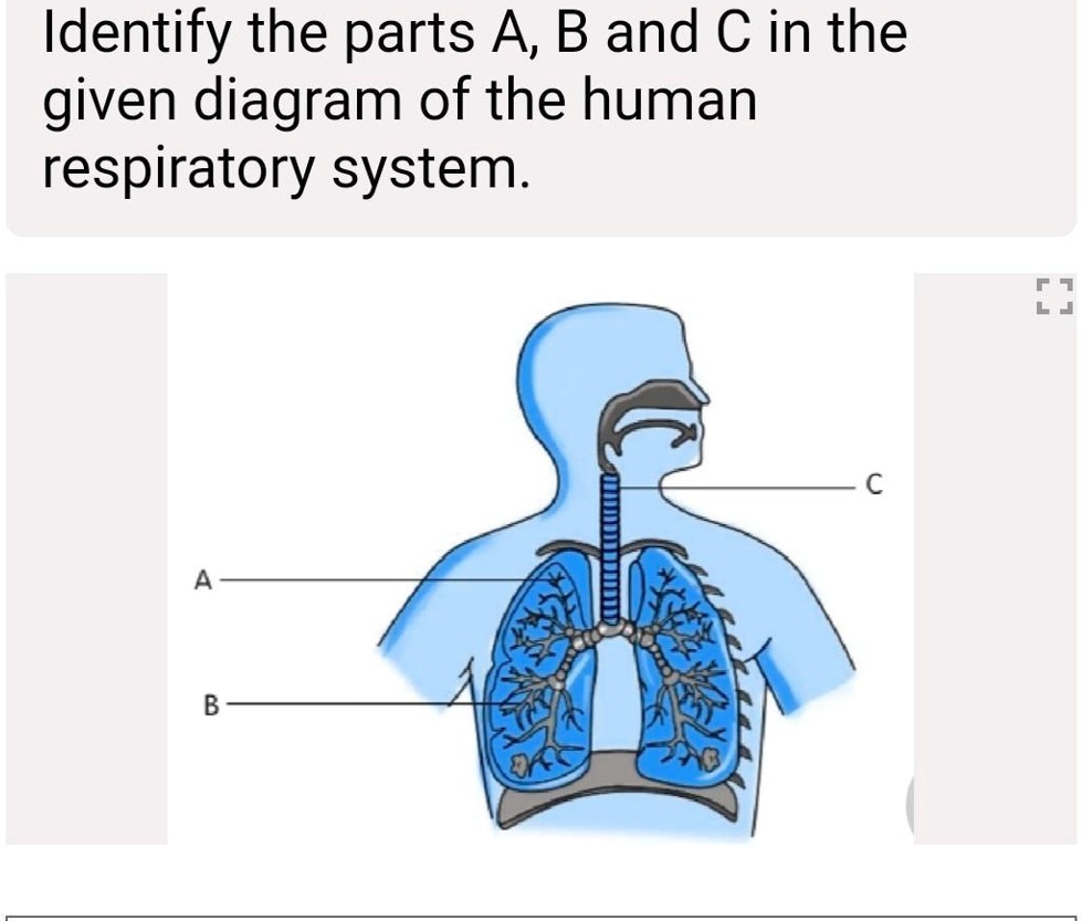 Identify the parts A, B and C in the given diagram of the human ...