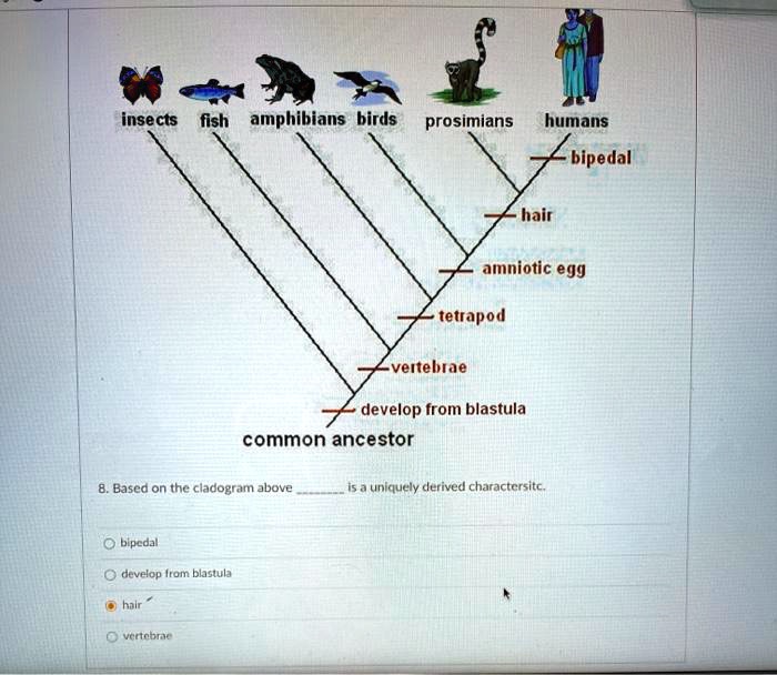 SOLVED: Insects, fish, amphibians, birds, prosimians, humans Bipedal ...
