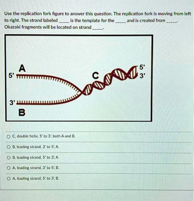 SOLVED: Use the replication fork figure to answer this question. The replication fork is moving ...