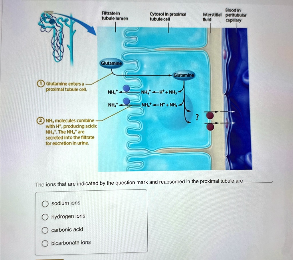 the ions that are indicated by the question mark and reabsorbed in the ...