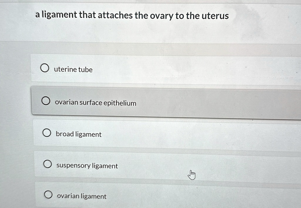 a ligament that attaches the ovary to the uterus uterine tube ovarian ...