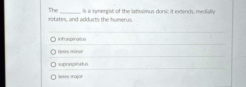 The is a synergist of the latissimus dorsi; it extends, medially ...