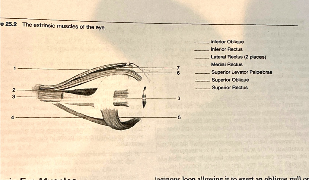 25.2 The extrinsic muscles of the eye: Inferior Oblique Inferior Rectus ...