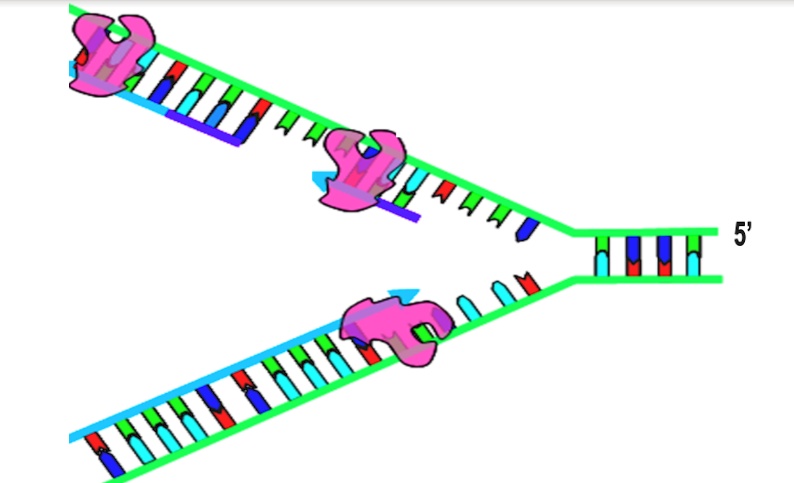 worksheet dna replication practice you will draw out the steps of dna ...