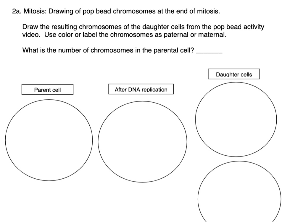 2a mitosis drawing of pop bead chromosomes at the end of mitosis draw ...