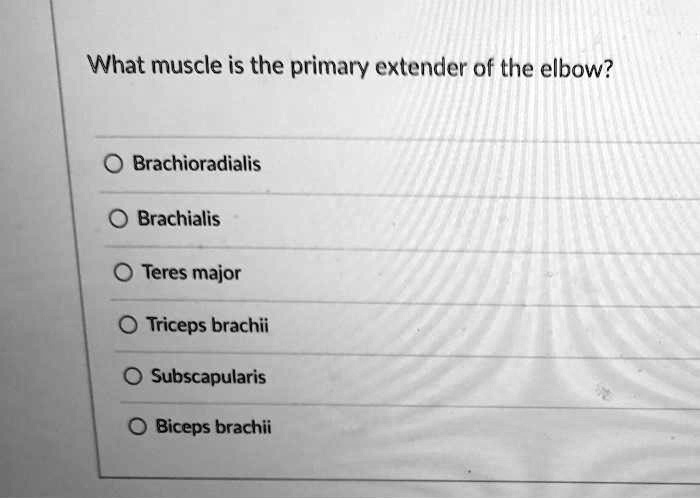 what muscle is the primary extender of the elbow brachioradialis ...