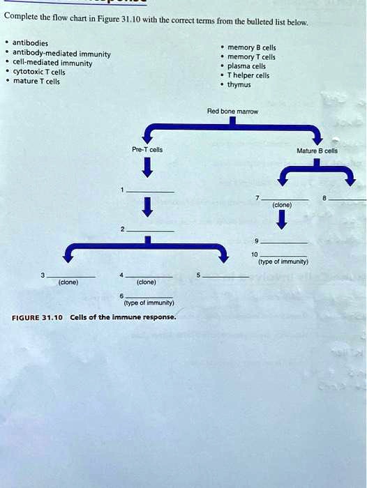 SOLVED: Complete the flow chart in Figure 31.10 with the correct terms ... SOLVED: Complete the flow chart in Figure 31.10 with the correct terms ...