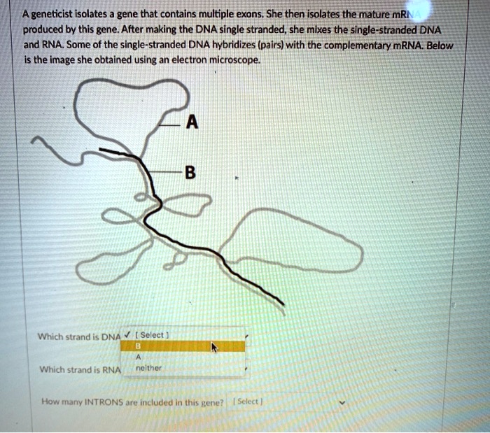 ageneticist isolates bene that contains multiple exons she then ...