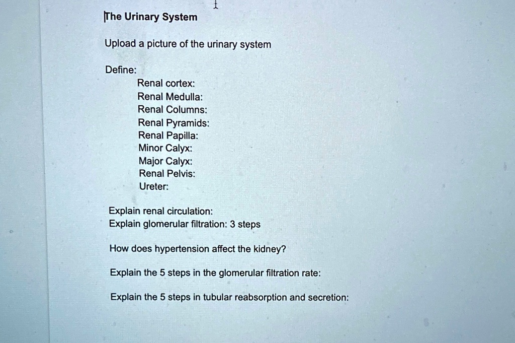 The Urinary System Upload a picture of the urinary system Define: Renal ...