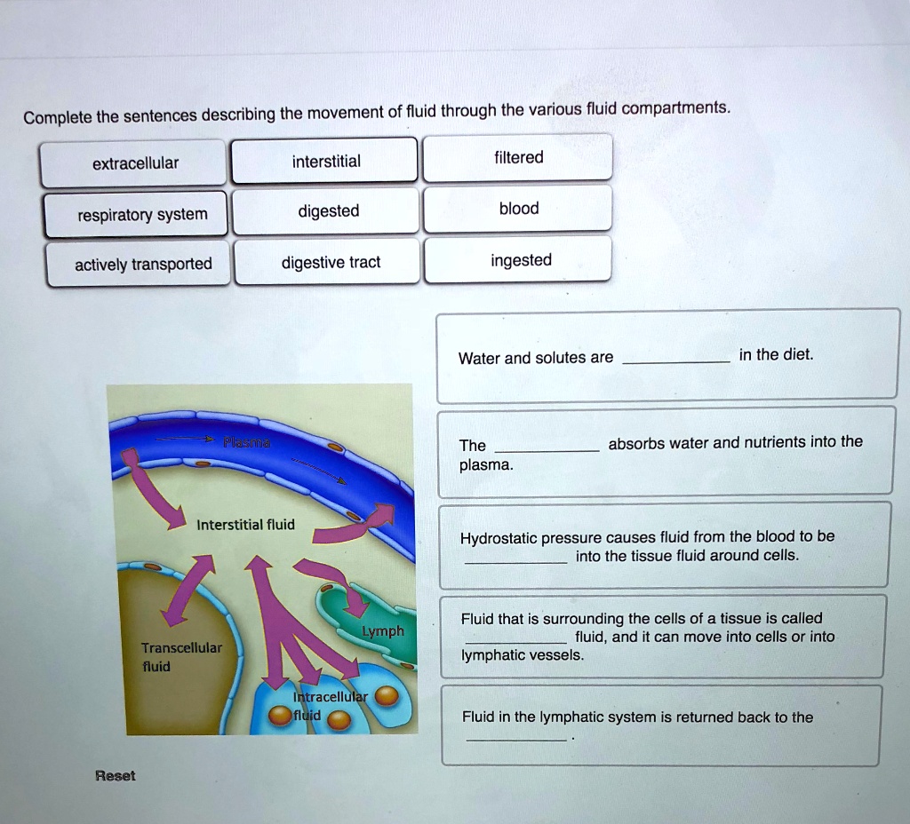 SOLVED: Complete the sentences describing the movement of fluid through ...