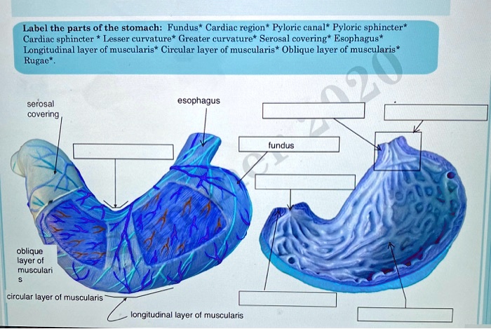 SOLVED: Label the parts of the stomach: Fundus, Cardiac region, Pyloric ...