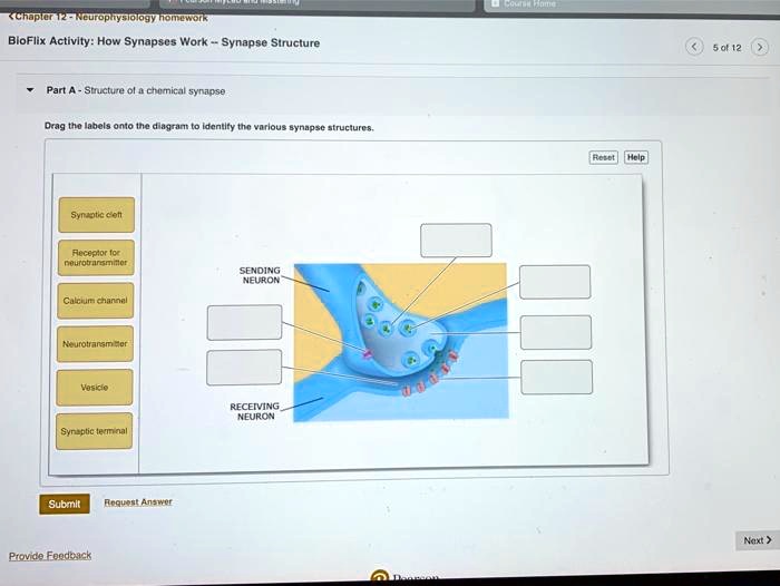 Chapter 12 - Neurophysiology homework BioFlix Activity: How Synapses Work - Synapse Structure ...