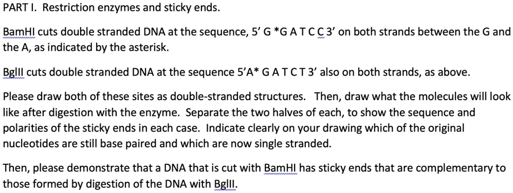 SOLVED: PART L. Restriction enzymes and sticky ends BamHI cuts double ...