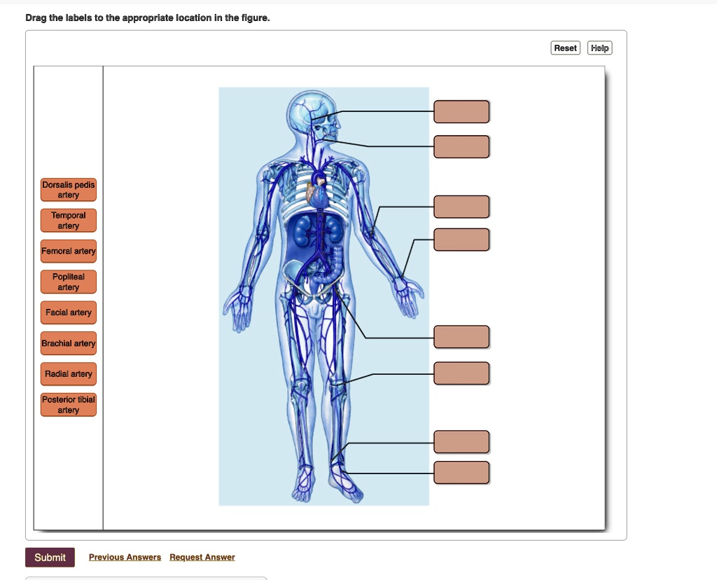 Drag the labels to the appropriate location in the figure. Dorsalis ...