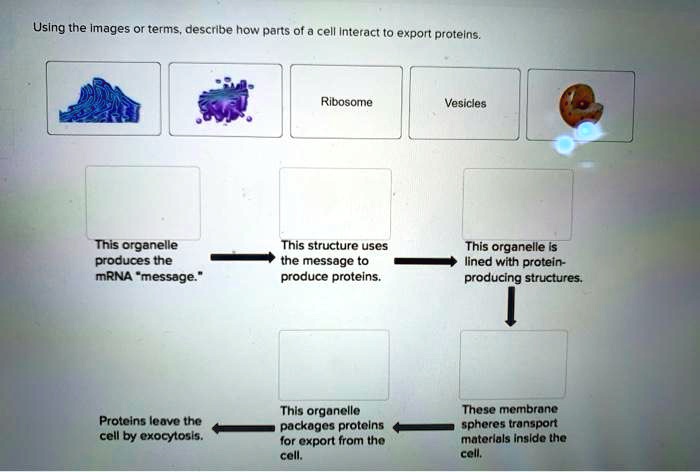 SOLVED: Using the Images Or terms, describe how parts of a cell ...