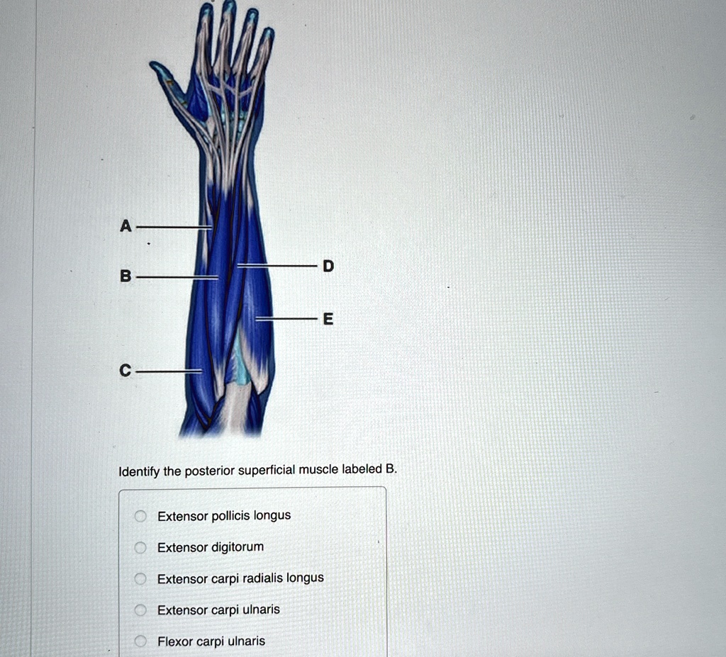 A D B E C Identify the posterior superficial muscle labeled B. Extensor ...