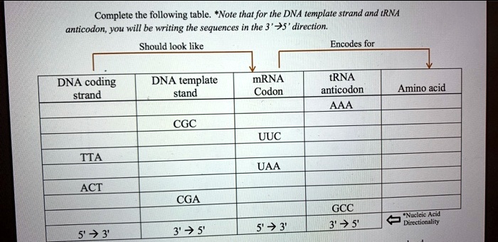 complete the following table note that for the dna template strand and trna anticodon you will ...
